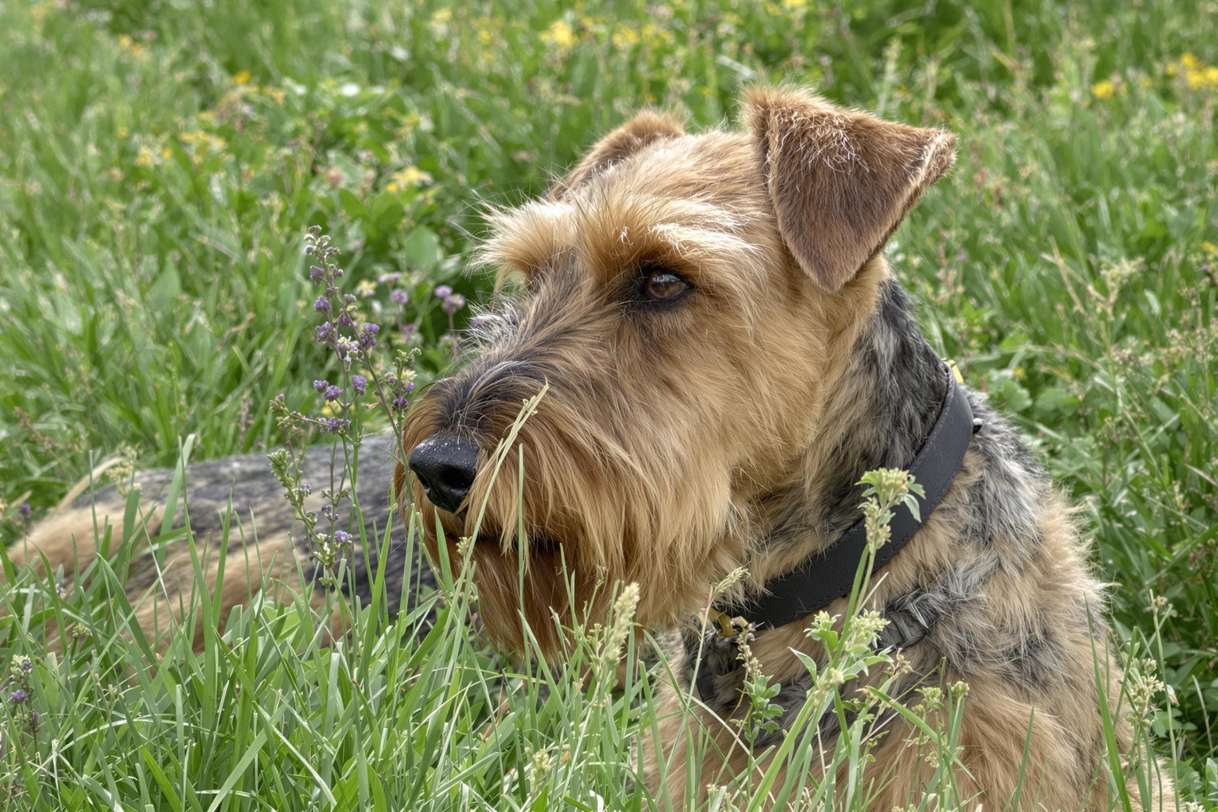Airedale Terrier Longevity: A Complete Guide to Health, Care, and Life ...