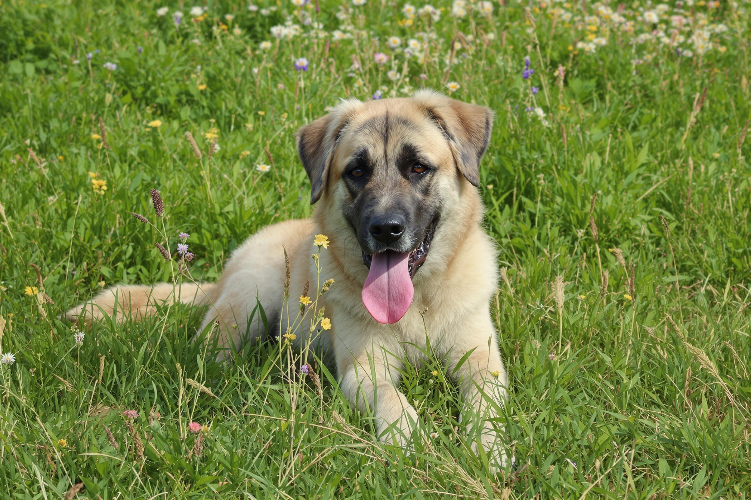 Anatolian Shepherd Dog Longevity: Maximizing Health and Lifespan Secre ...