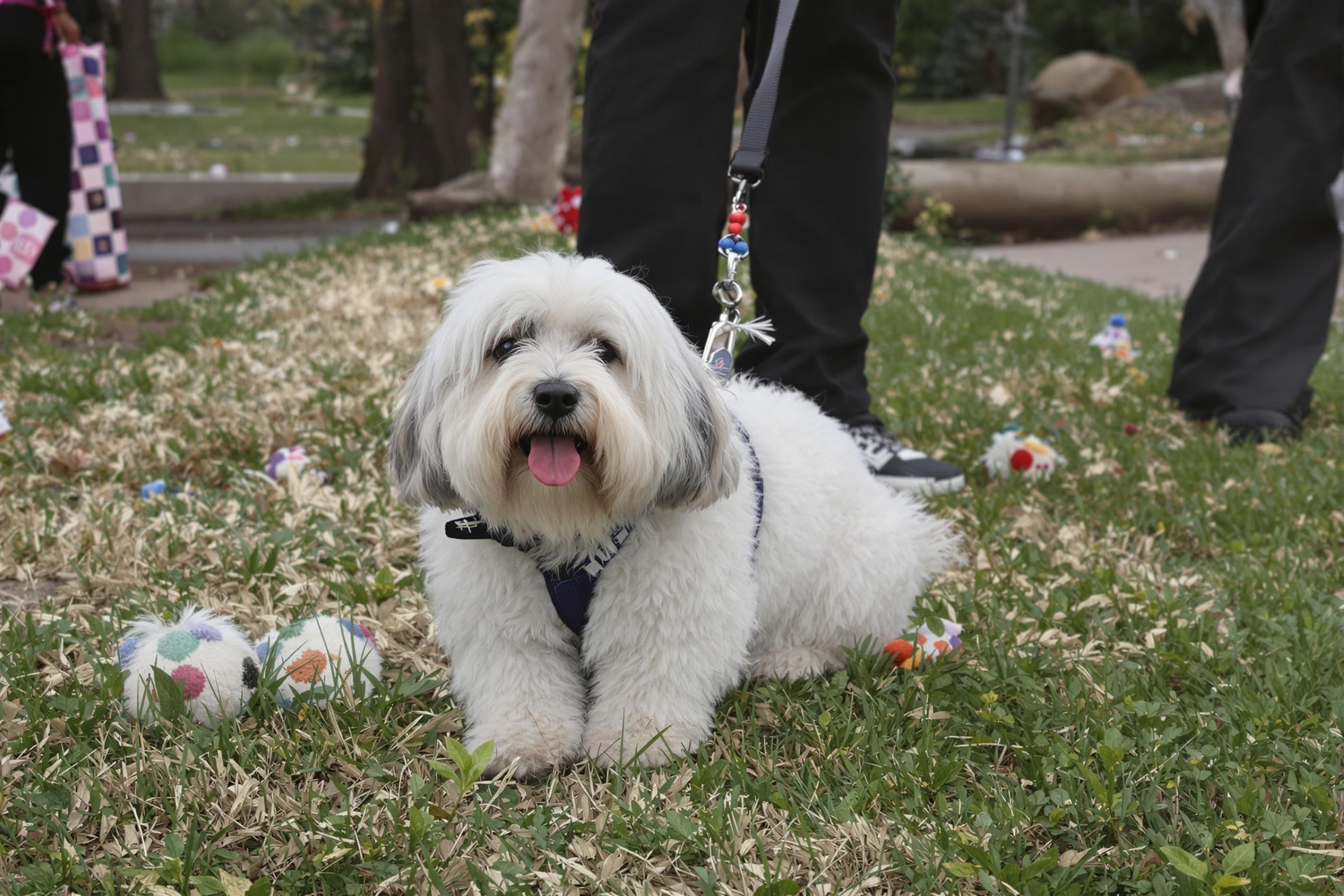 Coton de Tulear Longevity: Health and Longevity Guide – LongTails.com