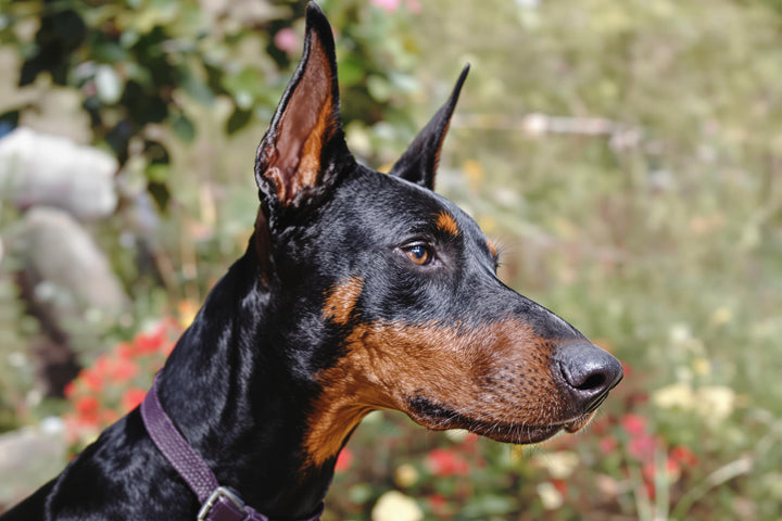 Doberman Pinscher Lifespan: Health and Longevity Guide – LongTails.com