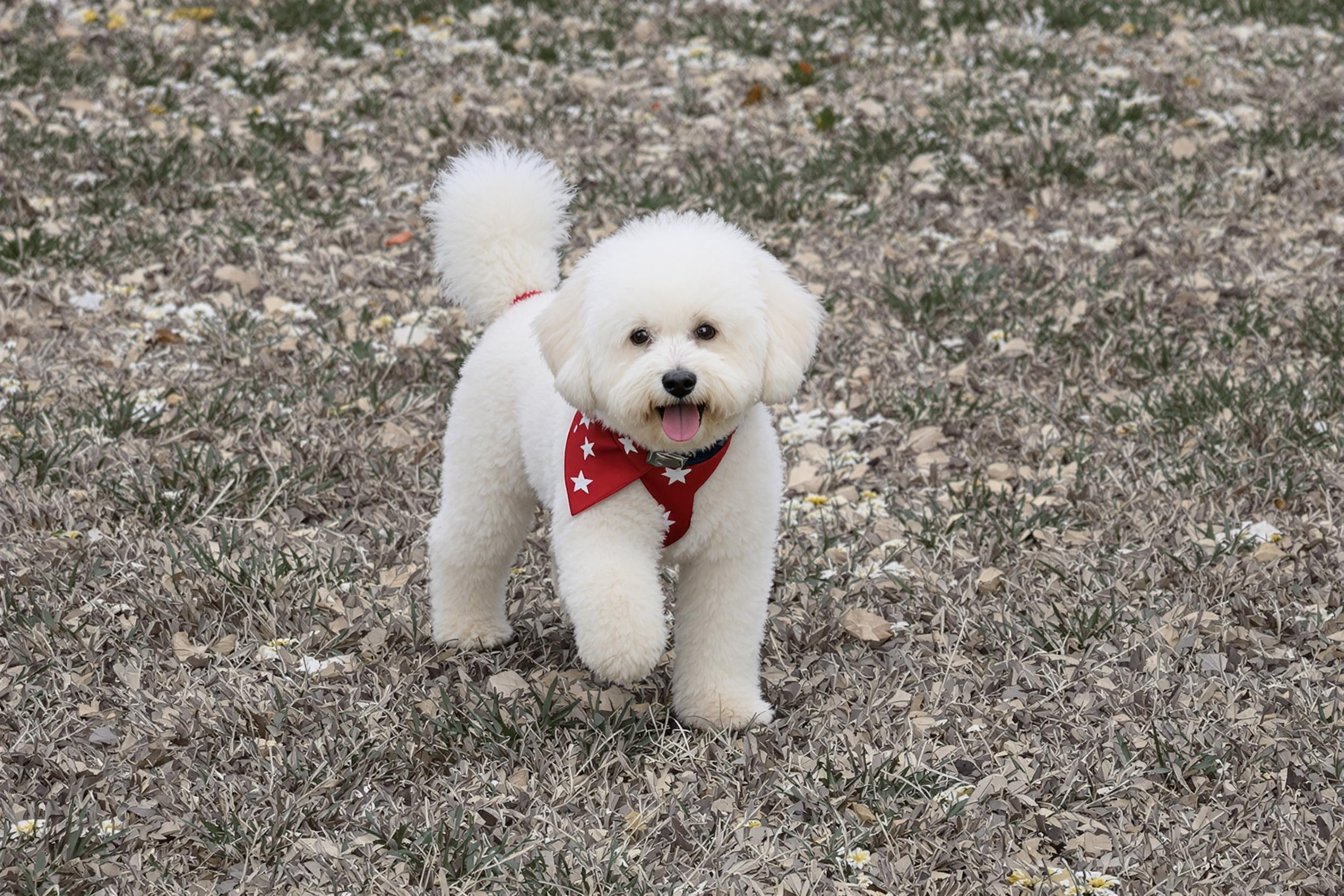 Bichon Frise Longevity: Secrets to a Healthy, Long-Lived Companion ...