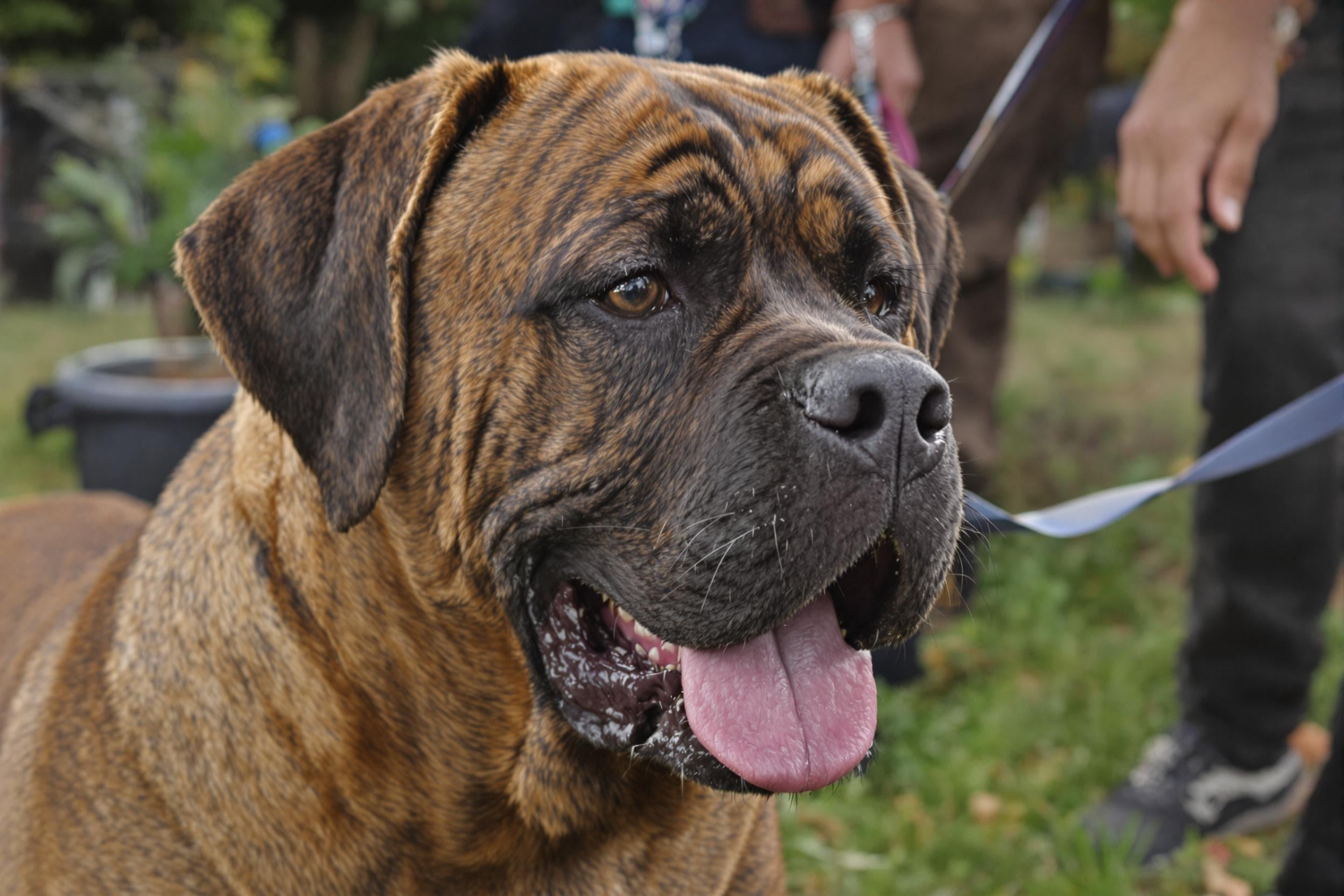 Boerboel Longevity: Secrets to a Healthy, Happy Life for Your Loyal Gi ...