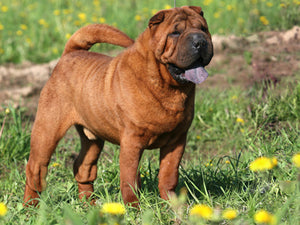 Chinese Shar-Pei Lifespan: Secrets to Maximizing Their Health & Years ...