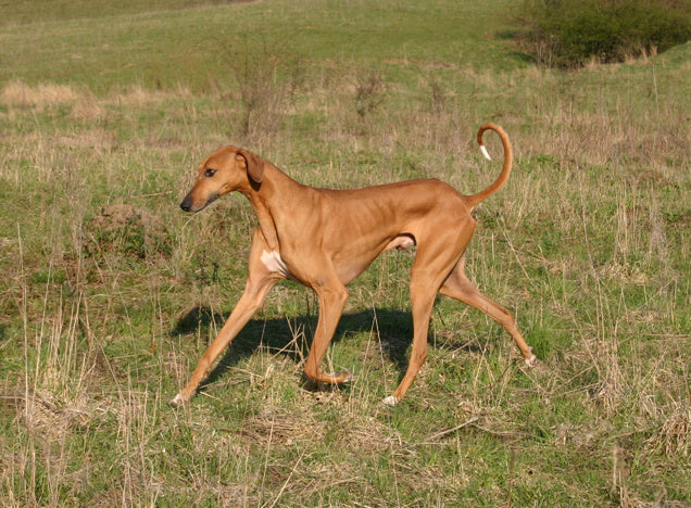 Azawakh Longevity: The Ultimate Guide to Your Sighthound's Healthy Lif ...