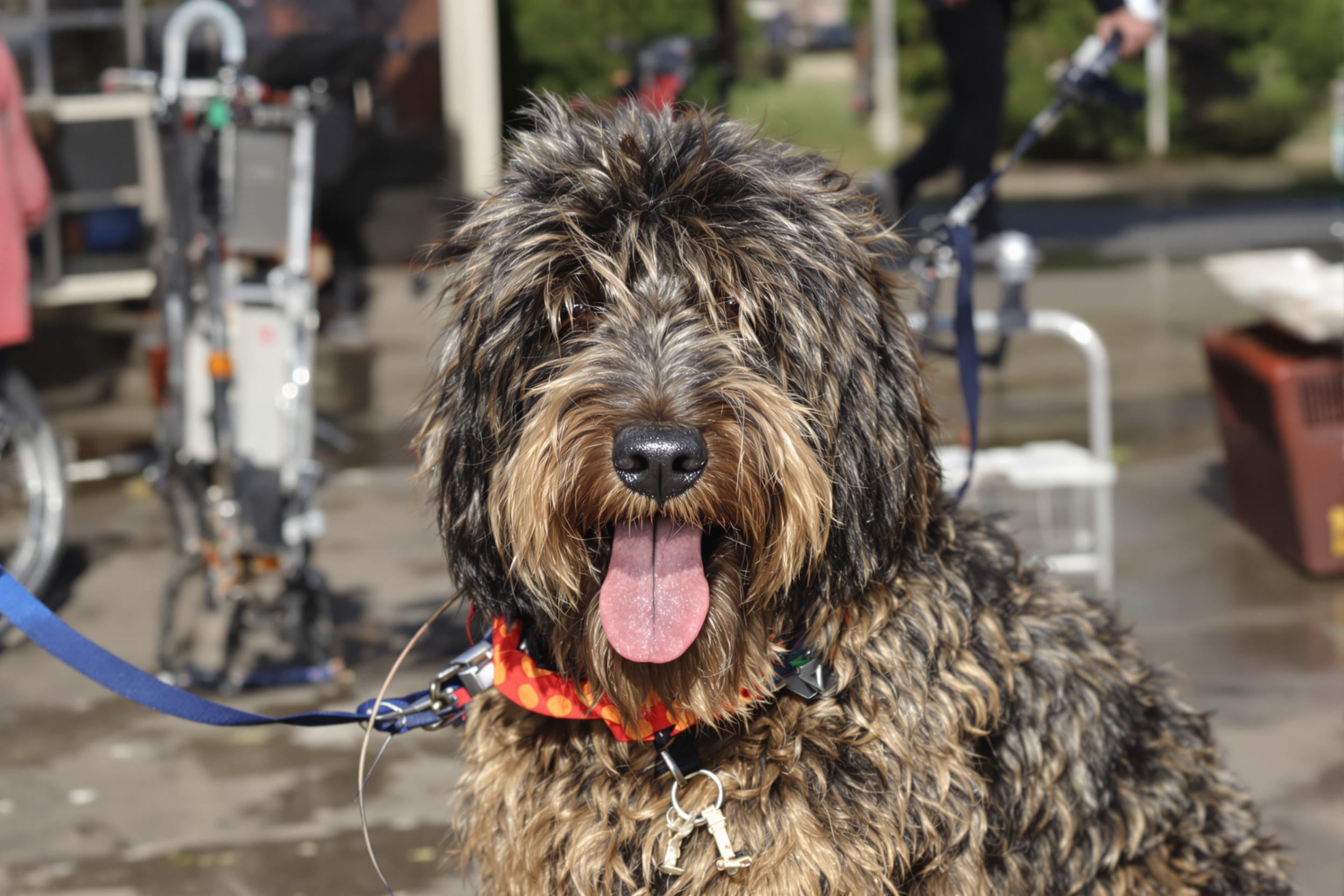 Briard Longevity Secrets: Extending Your Dog's Life – LongTails.com