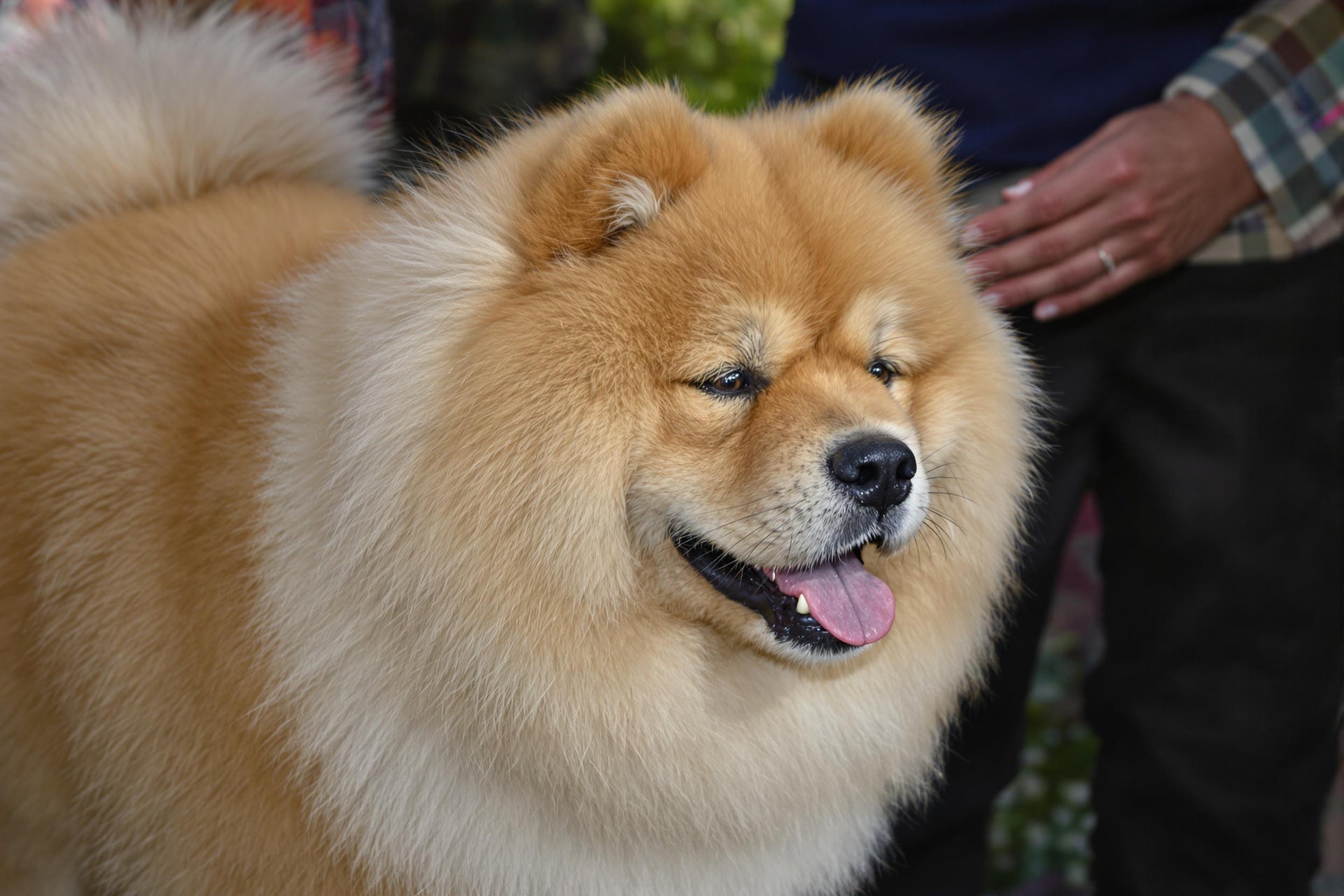 Chow Chow Lifespan Secrets: Maximize Your Dog's Healthy Years ...