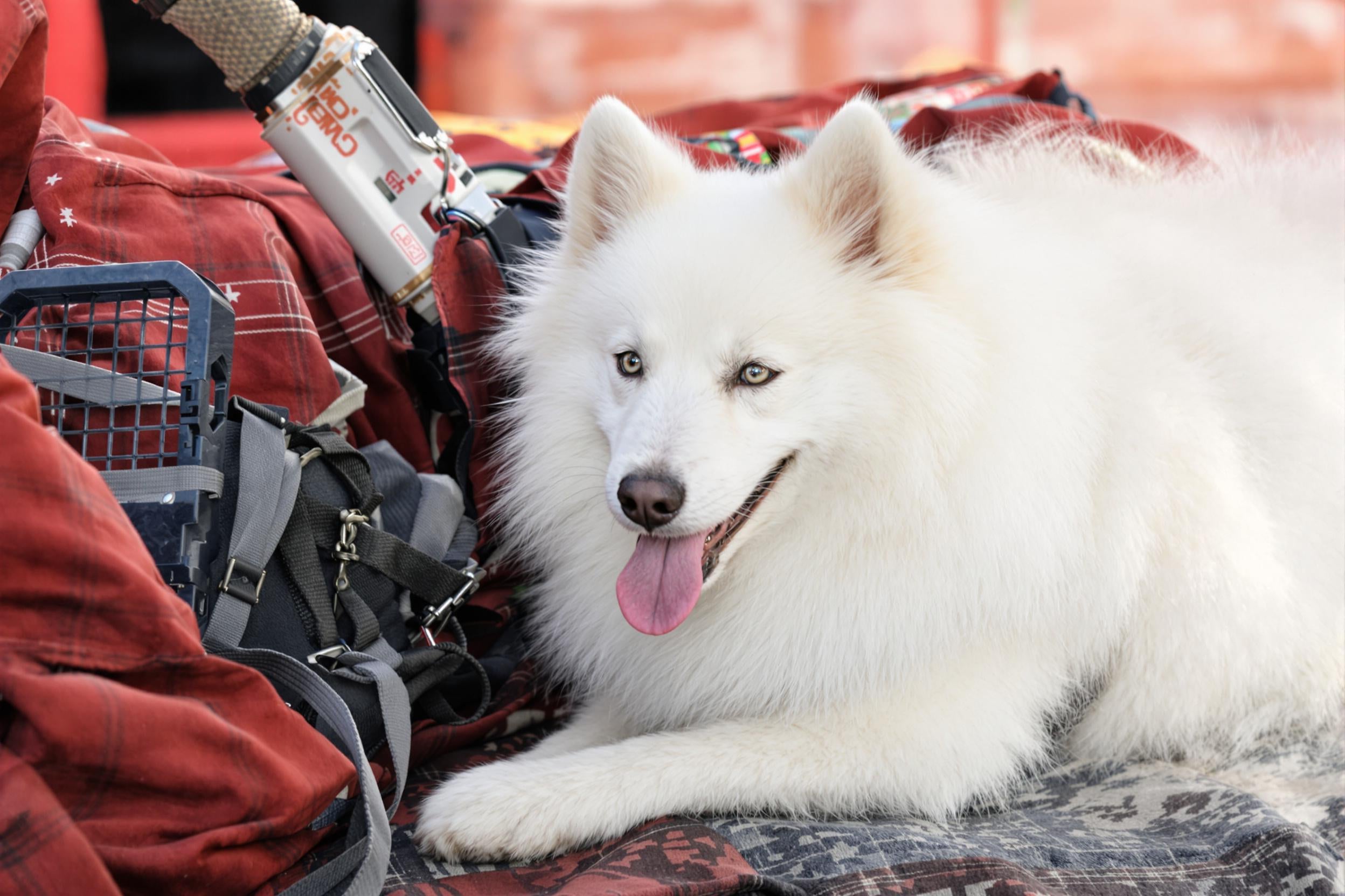 American Eskimo Dog Longevity: Health, Care, and Lifespan Secrets Reve ...