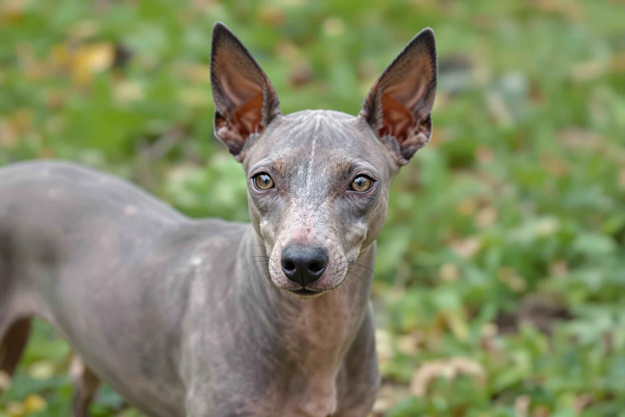 American Hairless Terrier Lifespan: Health, Care, and Longevity Secret ...