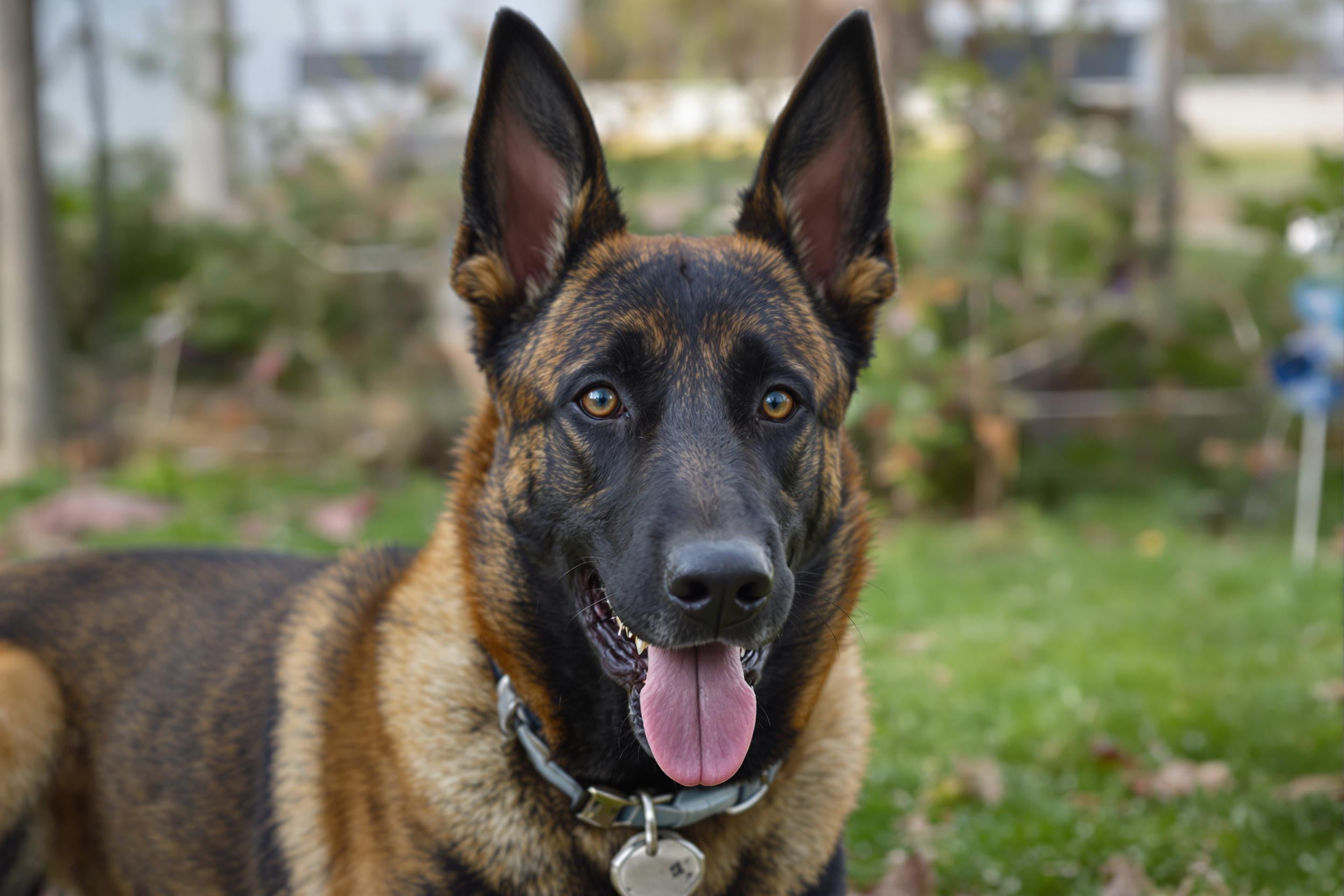 Belgian Malinois Longevity: Secrets to a Healthy, Happy 10-14 Year Lif ...