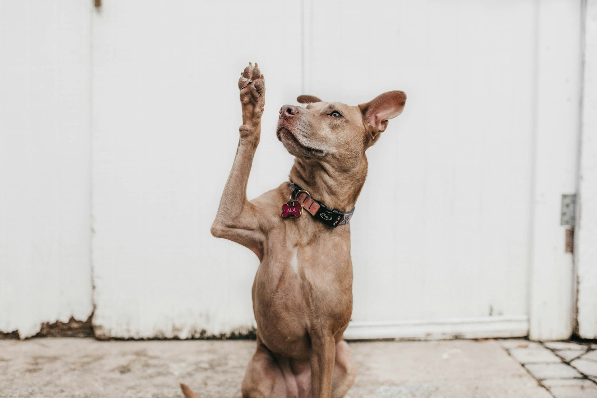 Quercetin for Dogs: A Powerful Flavonoid for Canine Wellness ...