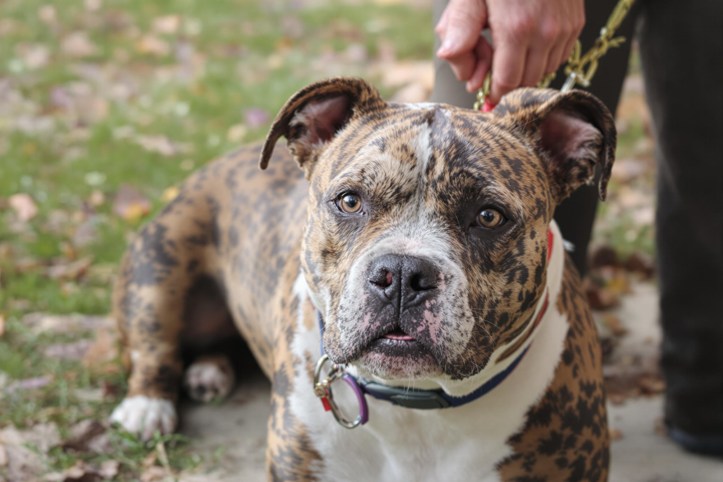 American Staffordshire Terrier Lifespan: Health Tips for Longer, Happi ...