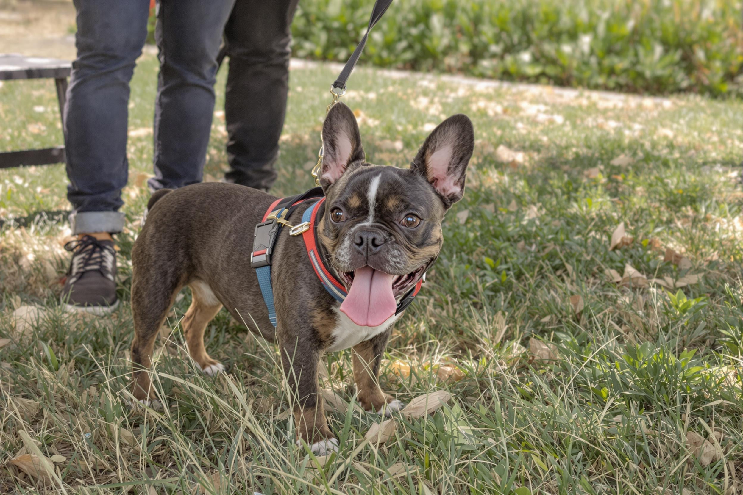 French Bulldog Lifespan: Health and Longevity Guide – LongTails.com