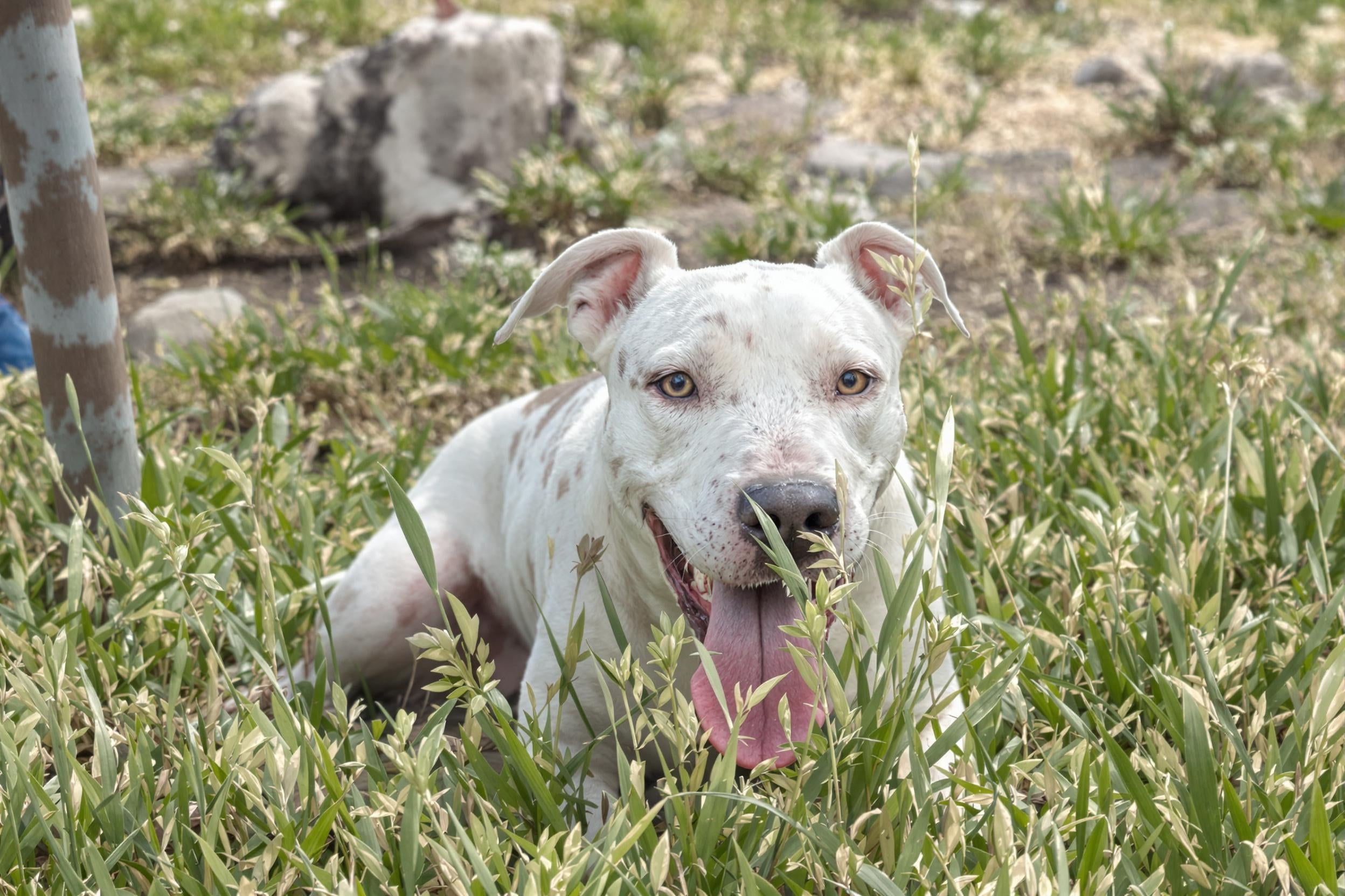 Dogo Argentino Lifespan: Health and Longevity Guide – LongTails.com