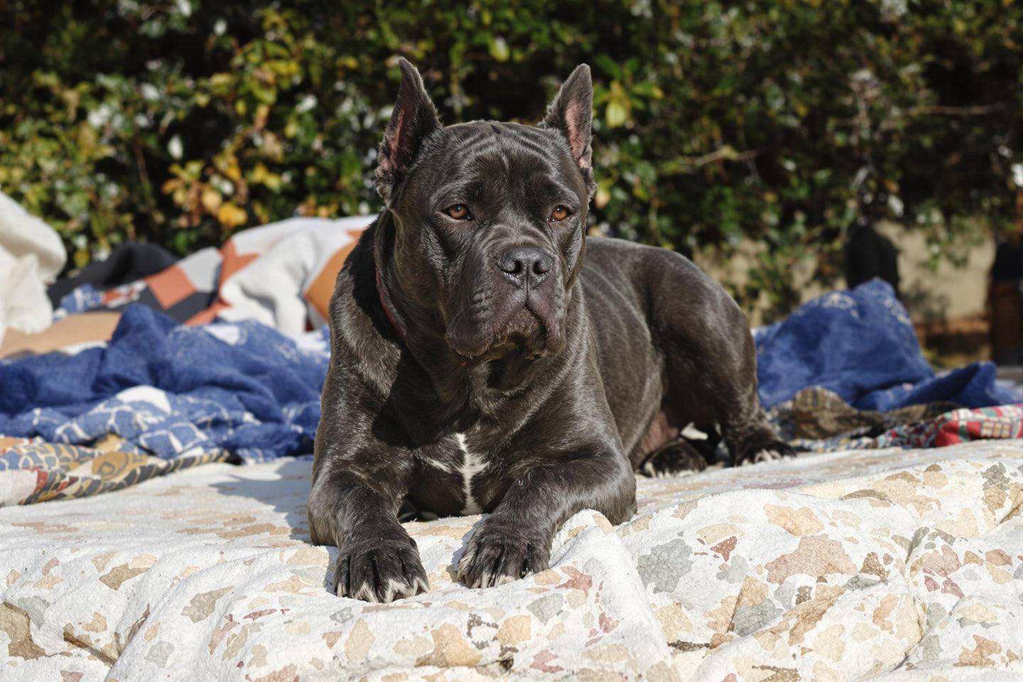 Cane Corso Longevity: Secrets to Extending Your Dog's Life Expectancy ...